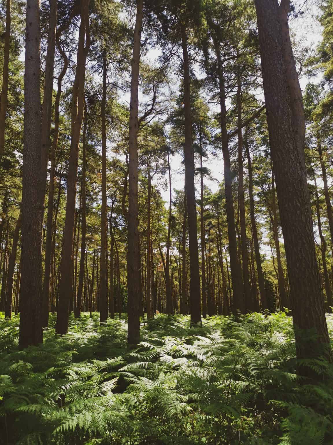 Thetford Forest, Suffolk/Norfolk | UK Hiking Trail With A Variety Of ...